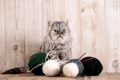 Gato persa cinza fofo um novelo de lã Foto Premium