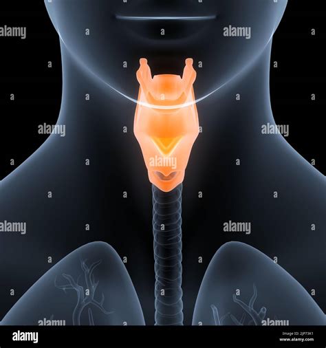 Human Respiratory System Larynx And Pharynx Anatomy Stock Photo Alamy
