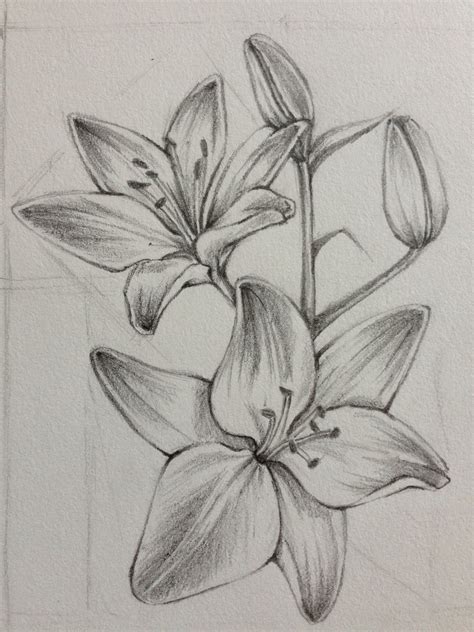Flowers Pencil Drawing