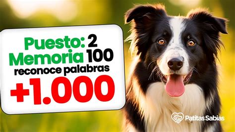 BORDER COLLIE El GENIO CANINO En 3 MINUTOS YouTube