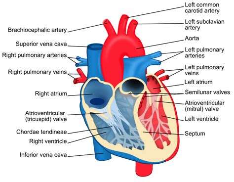 Heart Definition JavaTpoint