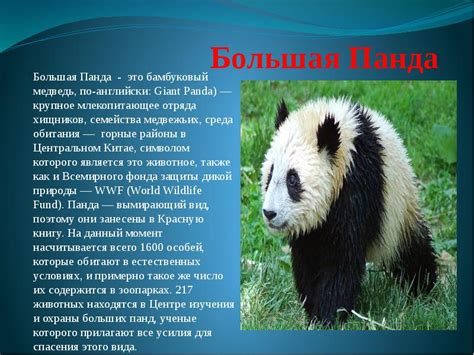 Звери Из Красной Книги Картинки Mixyfotos ru