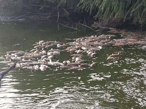 Denuncian la mortandad de peces en el río Guadalquivir
