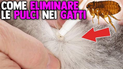 COME ELIMINARE LE PULCI NEI GATTI MYSTICAT STUDIO YouTube