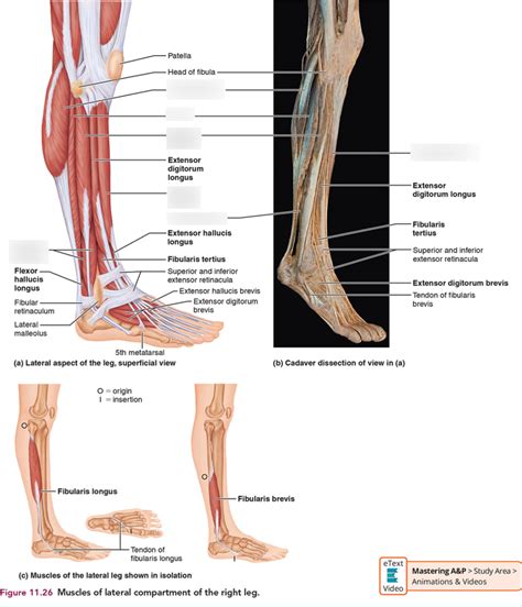 Muscles That Move The Foot Toes Diagram Quizlet