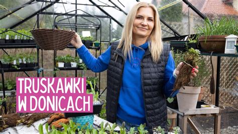 Truskawki w donicach i hartowanie rozsad kwiatów i warzyw Deccoria pl