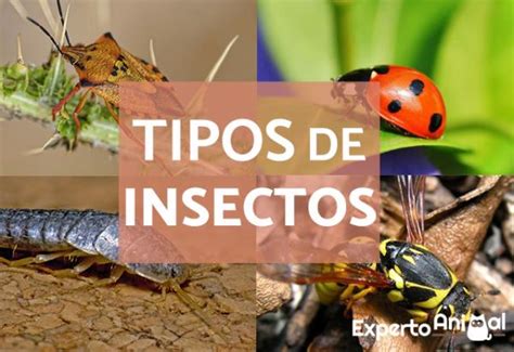 TIPOS DE INSECTOS Características y Nombres