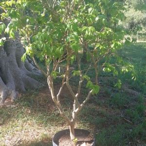 Muda de Jabuticaba Híbrida 180cm já Produzindo Viveiro Cultura
