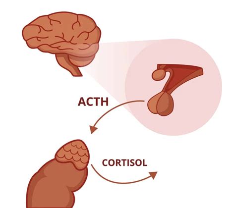 Hormona ACTH Qué es y cómo afecta tu cuerpo