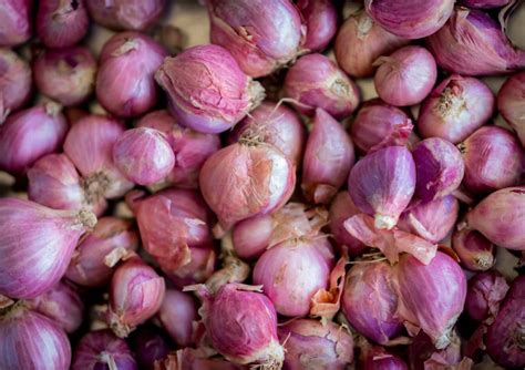 Cara Budidaya Bawang Merah Agar Tahan Hama Tokder