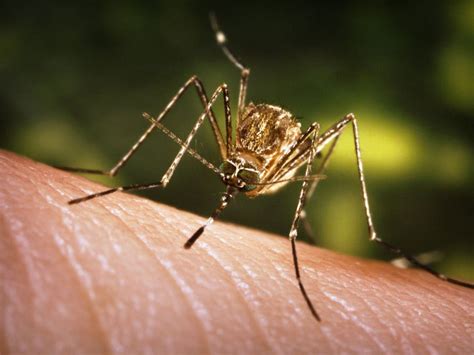 Virusul West Nile Afla Totul Despre Virusul West Nile
