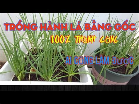 Trồng hành lá bằng gốc rất dễ dàng Trồng 1 lần ăn quanh năm Thành