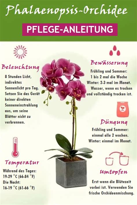 Wie man eine Orchidee pflegt und wieder zum Blühen bringt Schritt
