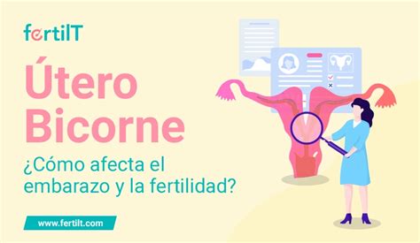Útero Bicorne Cómo afecta el embarazo y la fertilidad