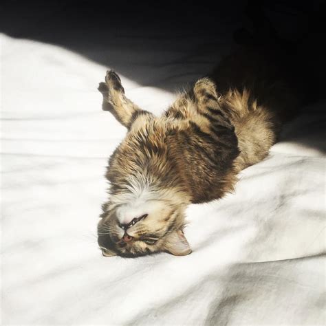 Cosas que pasan cuando te conviertes en la dueña de un gato