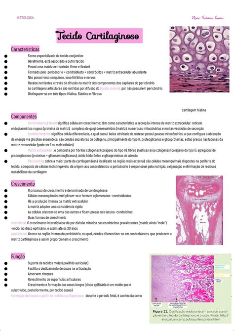 Mapas Mentais Sobre TECIDO CARTILAGINOSO Study Maps