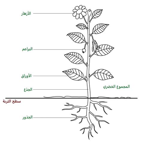 تعريف المجموع الخضري للنبات