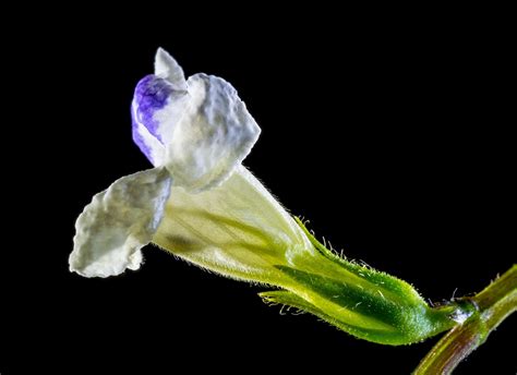 Vild Blomma Liten Vit Gratis foto på Pixabay Pixabay