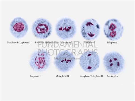 Stages Of Meiosis Microscope