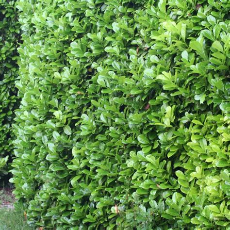 Prunus Laurocerasus Rotundifolia Cherry Laurel Dundonald