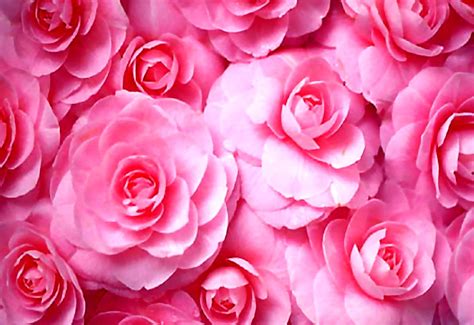 Papel de parede para pc Rosas De Jardim Florescer Flores Baixar Grátis