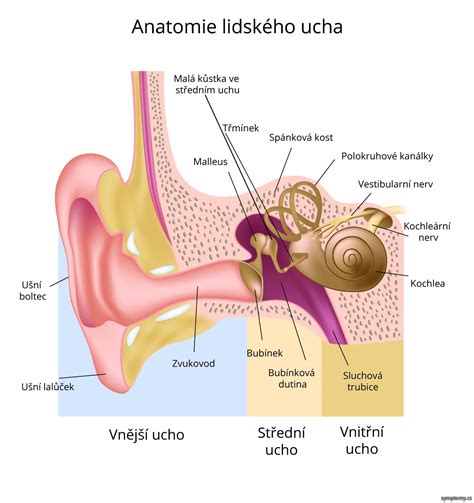 Ucho příznaky a léčba