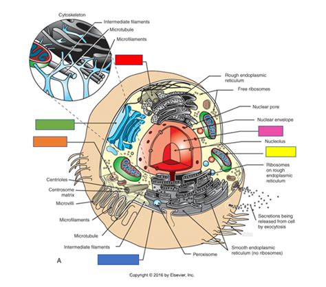 Anatomy Lab Diagram Quizlet