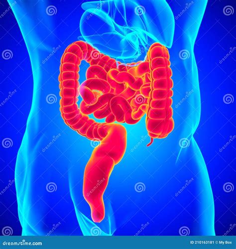 Intestino Delgado Y Grueso 3d Ilustración Anatomía Del Sistema