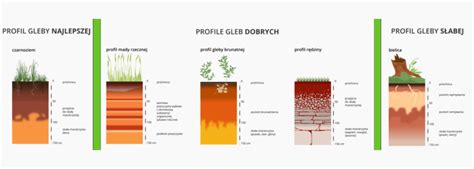 Pedosfera Gleby W Polsce Gozych Strona Nauczyciela