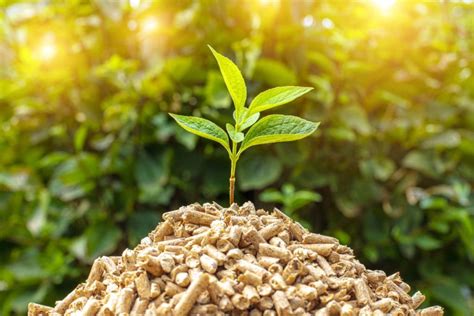 Biomasse einfach erklärt GoClimate