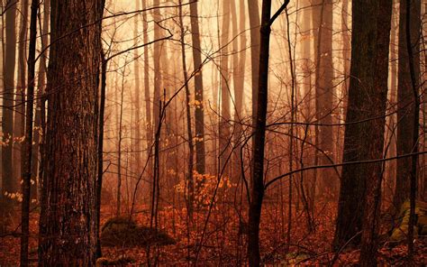 Autumn Rain Forest Wallpapers Wallpaper Cave
