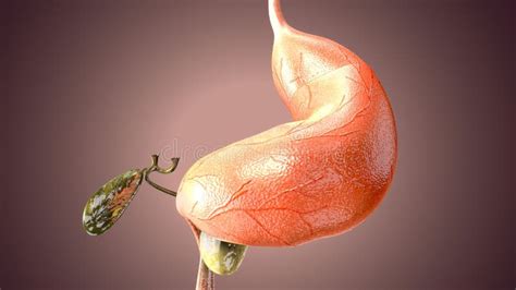 Ejemplo 3d De La Anatom A Del Est Mago Del Cuerpo Humano Stock De