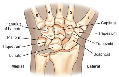 Acute Wrist And Hand Flashcards Quizlet