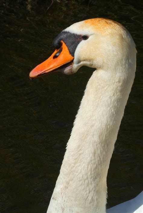 Schwan Vogel Tier Kostenloses Foto Auf Pixabay Pixabay