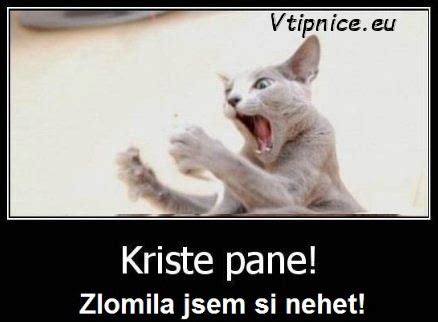 Vtipné obrázky s textem Kočka parádnice Vtipnice eu