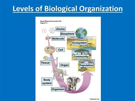 PPT Levels Of Biological Organization PowerPoint Presentation Free