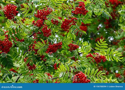 Red Rowan Berries On The Rowan Tree Branches Ripe Rowan Berries