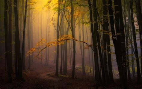 Morgen Atmosphäre Blätter Bäume fallen Wald Pfad Nebel Natur