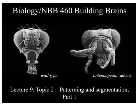 lecture 9 topic 2 polarity and segmentation part 1 biology nbb 460 building brains lecture 9