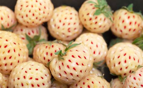 Belles Vari T S De Fraises Et Fraisiers Cultiver