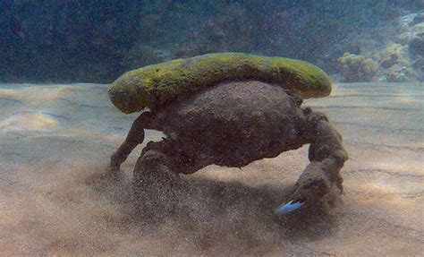 26 Tipos De Cangrejos Nombres Y Fotos