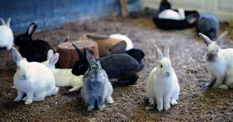 Coelhos Brasileiros começam a ter interesse na criação dos animais