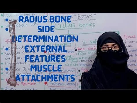 Radius Bone Anatomy Side Determination External Features Muscle