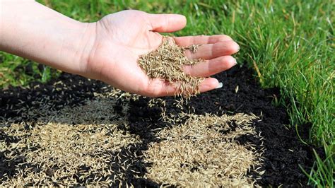How To Plant Grass Seed And Get A Greener Yard Tom S Guide