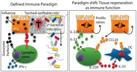 Existing Definition Of Immune System Requires A Paradigm Shift Defined