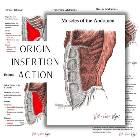Muscles Of The Abdomen Study Guide Origin Insertion Action Rectus