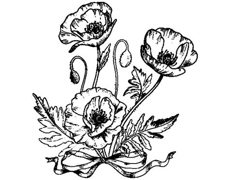 Disegno Di Une Papaveri Da Colorare Acolore