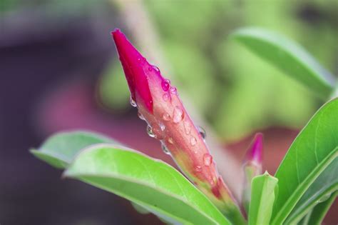 Porseleinen Bloem Roze Natuur Gratis Foto Op Pixabay Pixabay