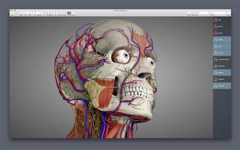 Essential Anatomy