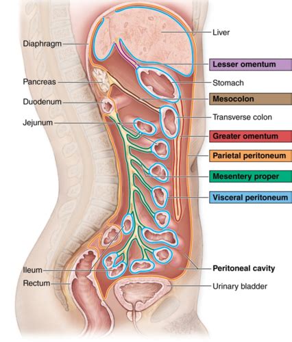 Chapter Digestive Flashcards Quizlet